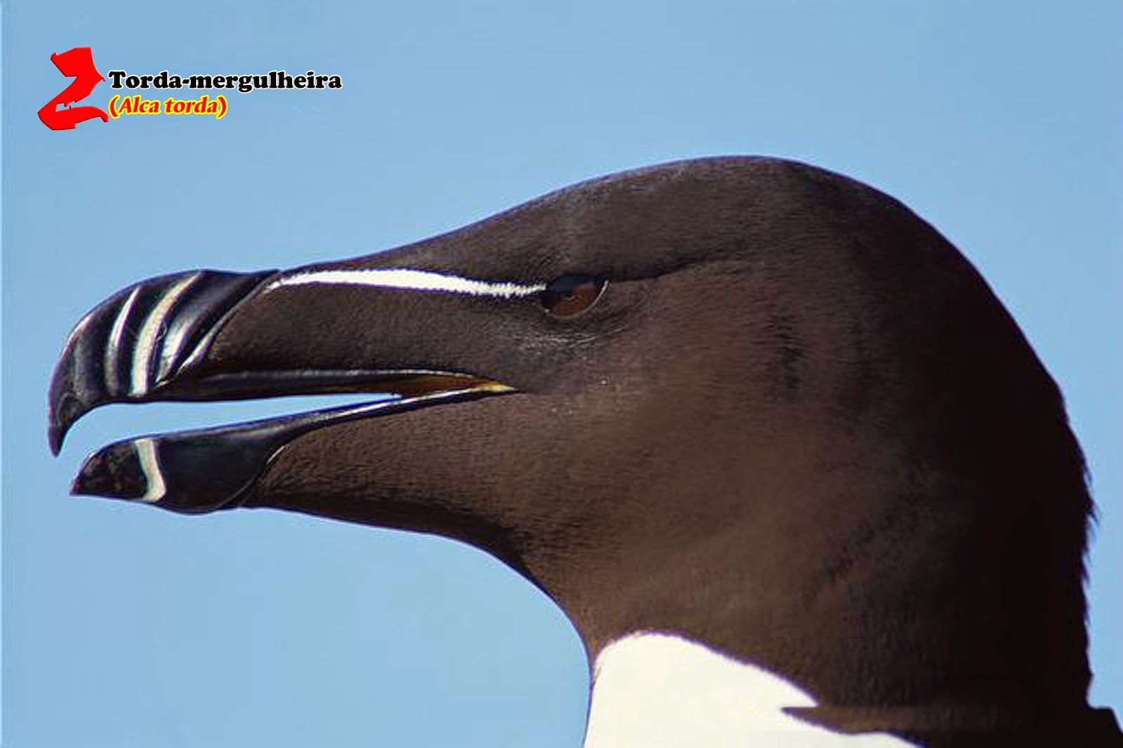 ORNITOLOGIA: Torda-mergulheira (Alca torda)